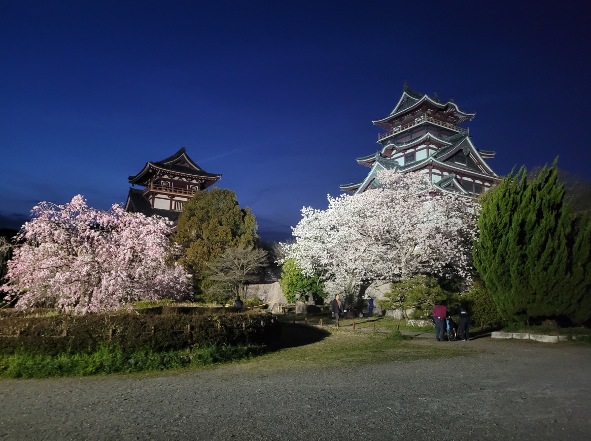 Fushimi Momoyama Castle is abundant with cherry blossom beauty