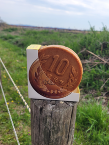 The 10 Yen Pan - Japan's edible coin-shaped baked cheese bread